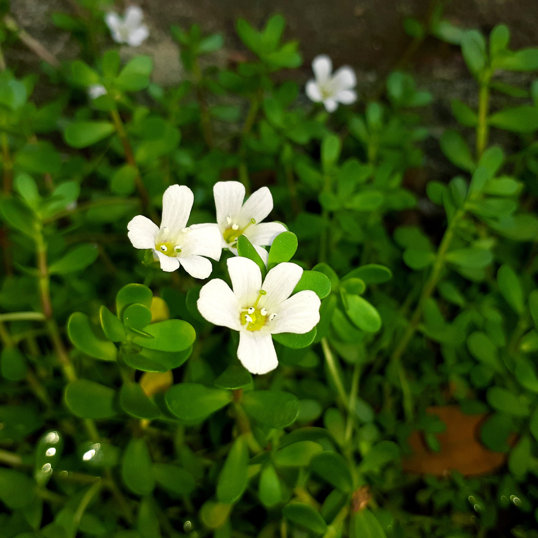 Brain Health - Organic Bacopa Monnieri – Brain and Brawn Sydney